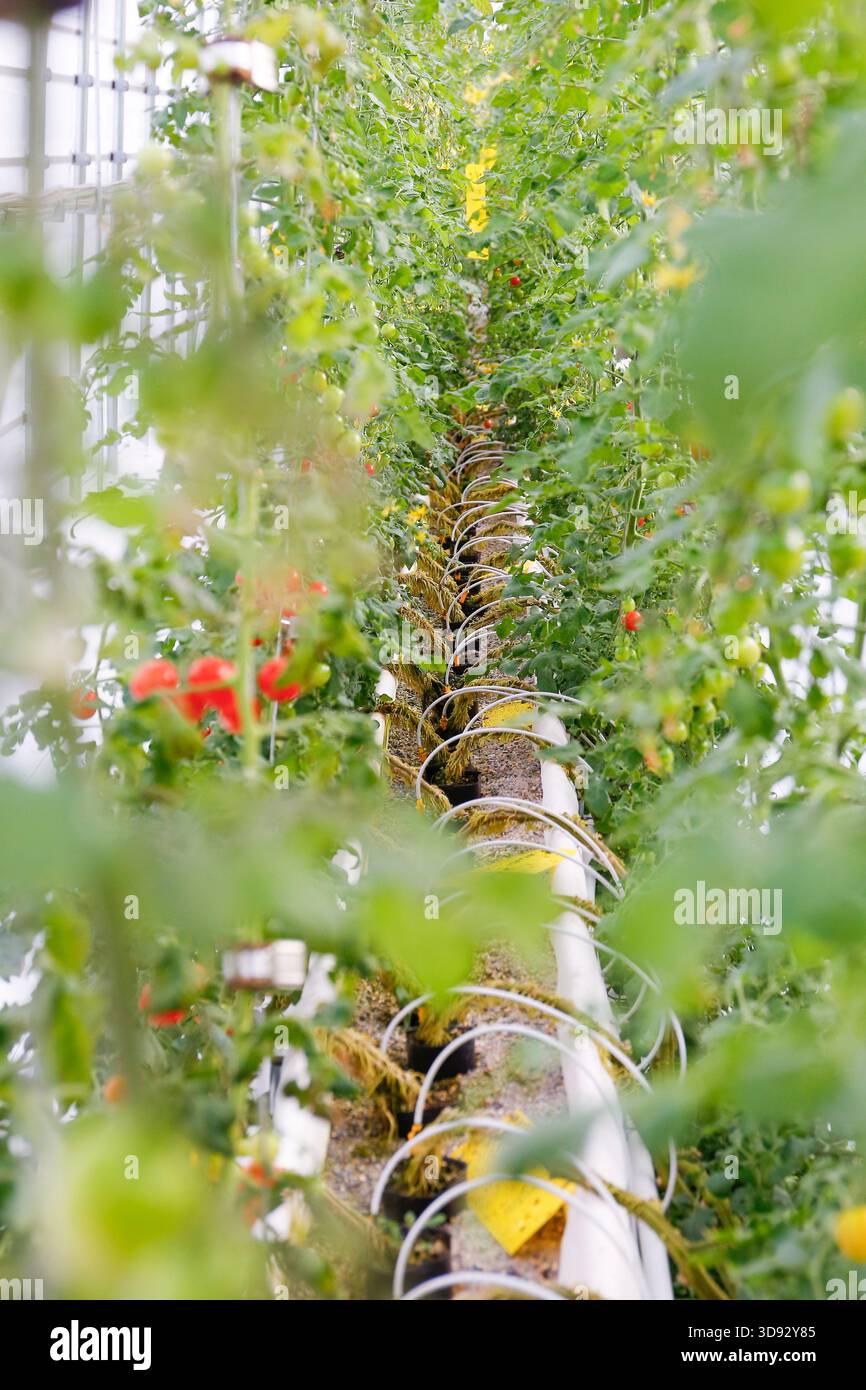 November 6, 2025, Okuma, Fukushima, Japan: Vegetables are seen in the ...