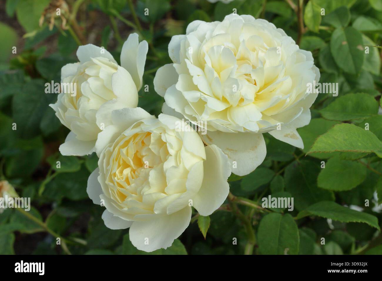 Nye bevin nhs hi-res stock photography and images - Alamy