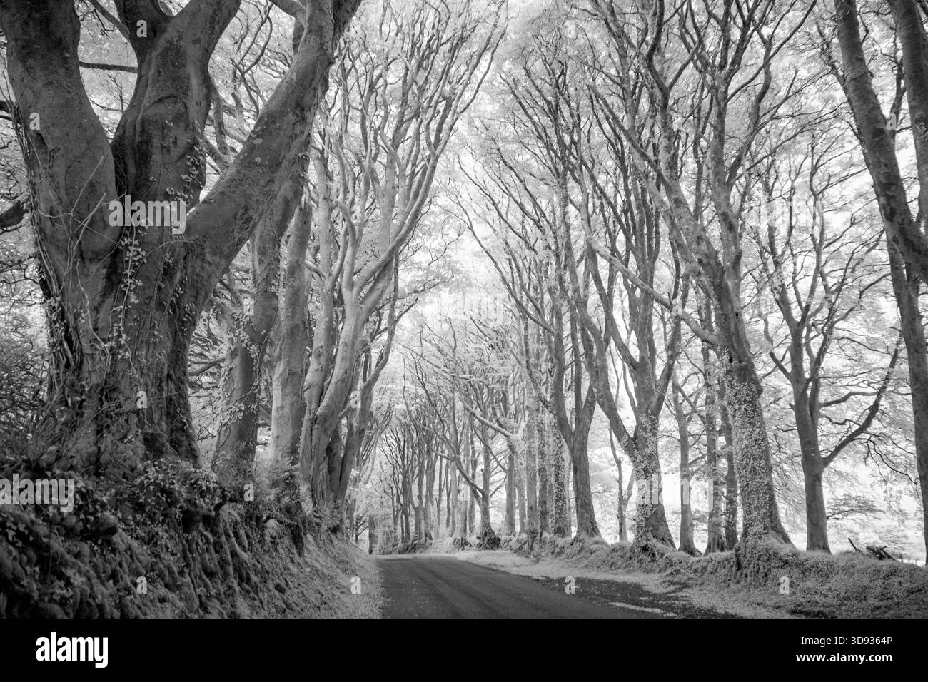 The beech road Black and White Stock Photos & Images - Alamy