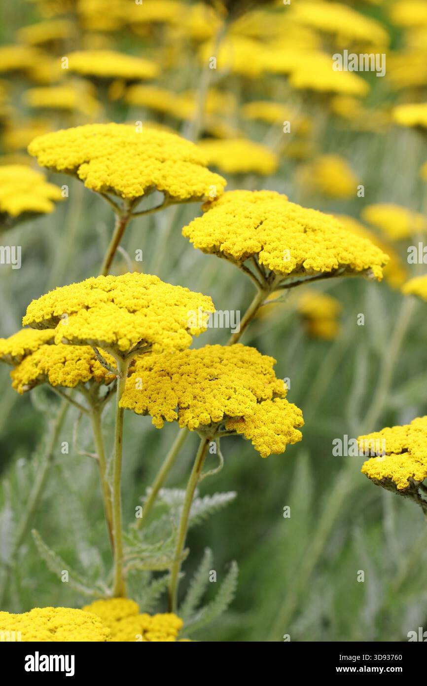 Achillea 'Coronation Gold' is a tall-growing variety of Yarrow, bearing ...