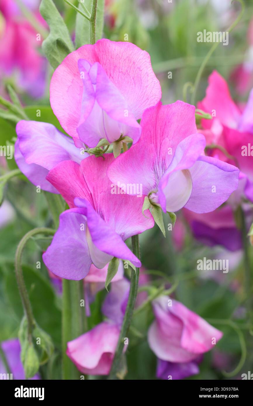 sweet pea fire and ice Stock Photo - Alamy