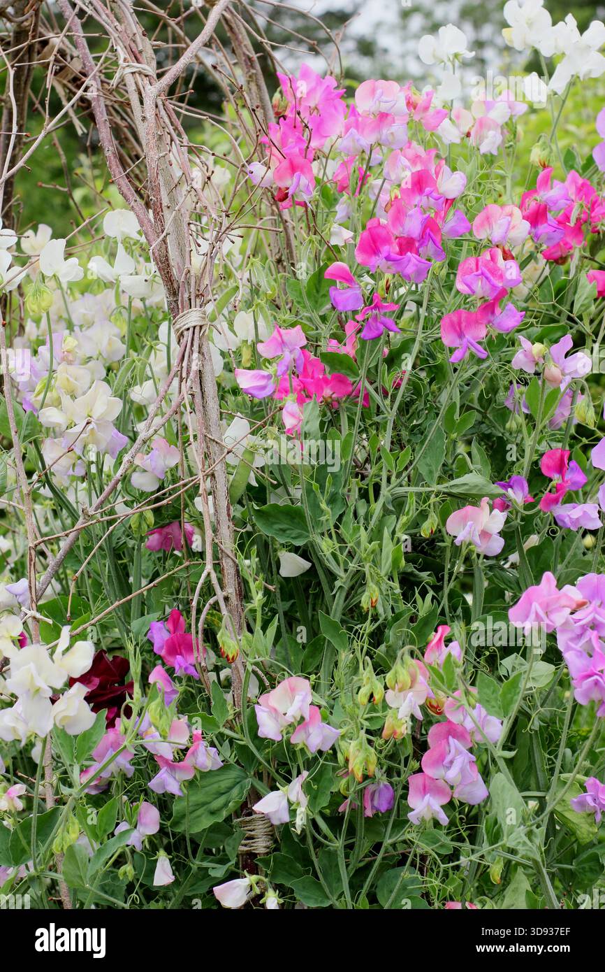 Sweet pea old times hi-res stock photography and images - Alamy