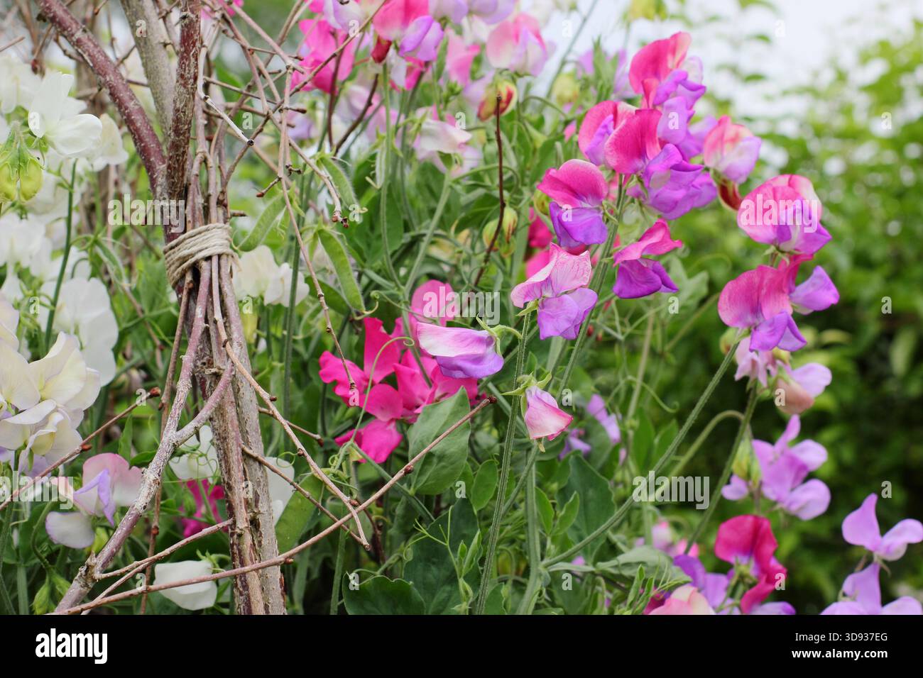 Sweet pea old times flower hi-res stock photography and images - Alamy
