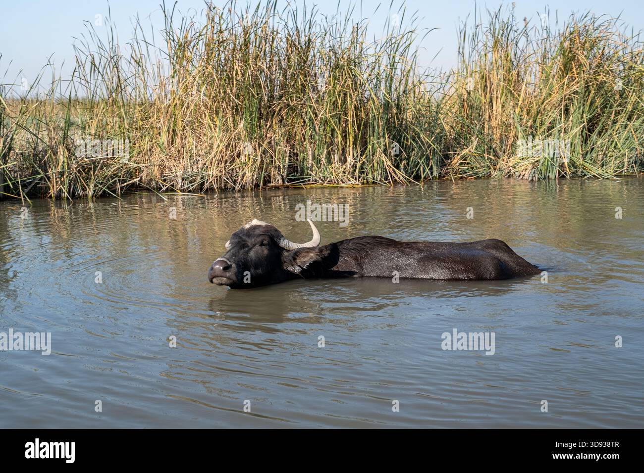 Marsh Water Buffalo Submerged in a Water Channel for Thermoregulation ...