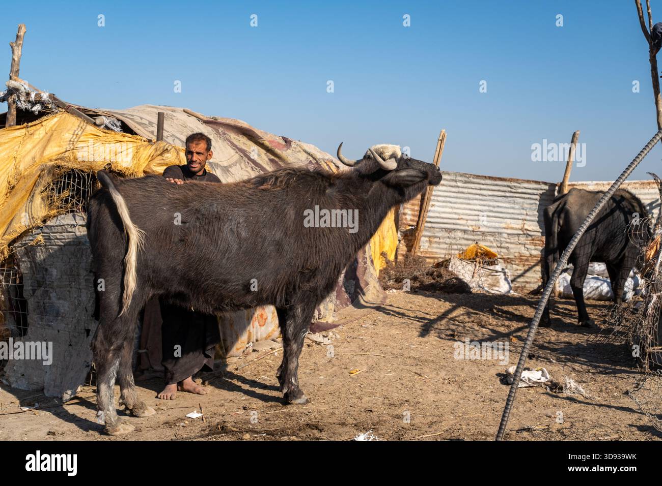 Human animal cohabitation hi-res stock photography and images - Alamy