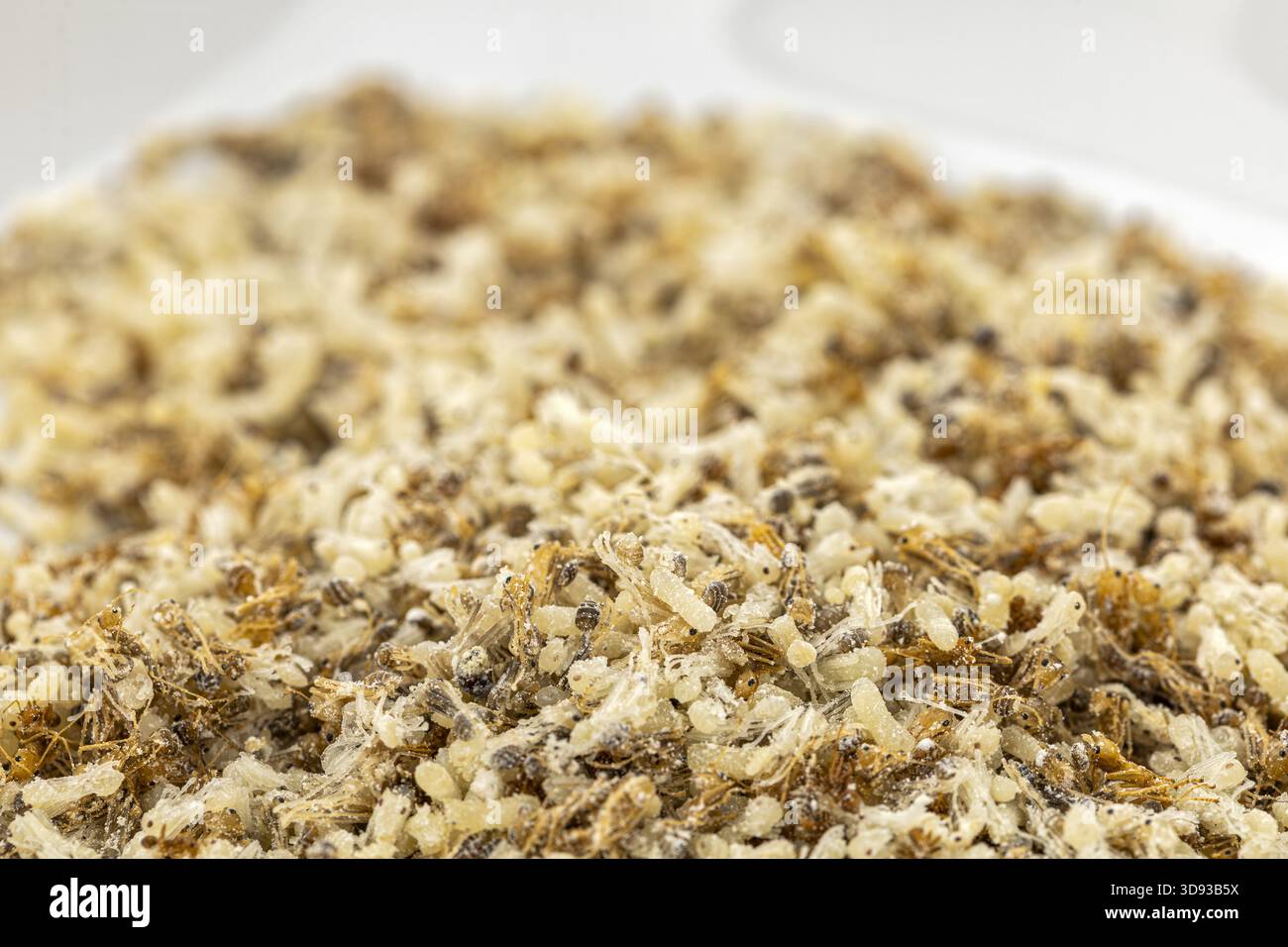 A close-up image showing a dense cluster of ant larvae, pupae, and ...
