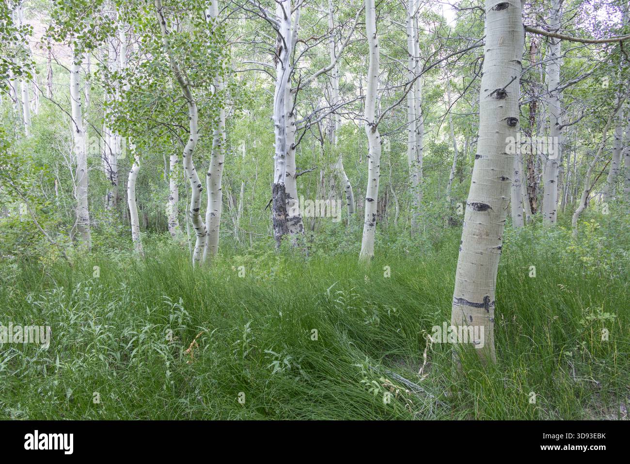 Aspen tree copse near Convict Lake, Eastern Sierras, California, USA ...