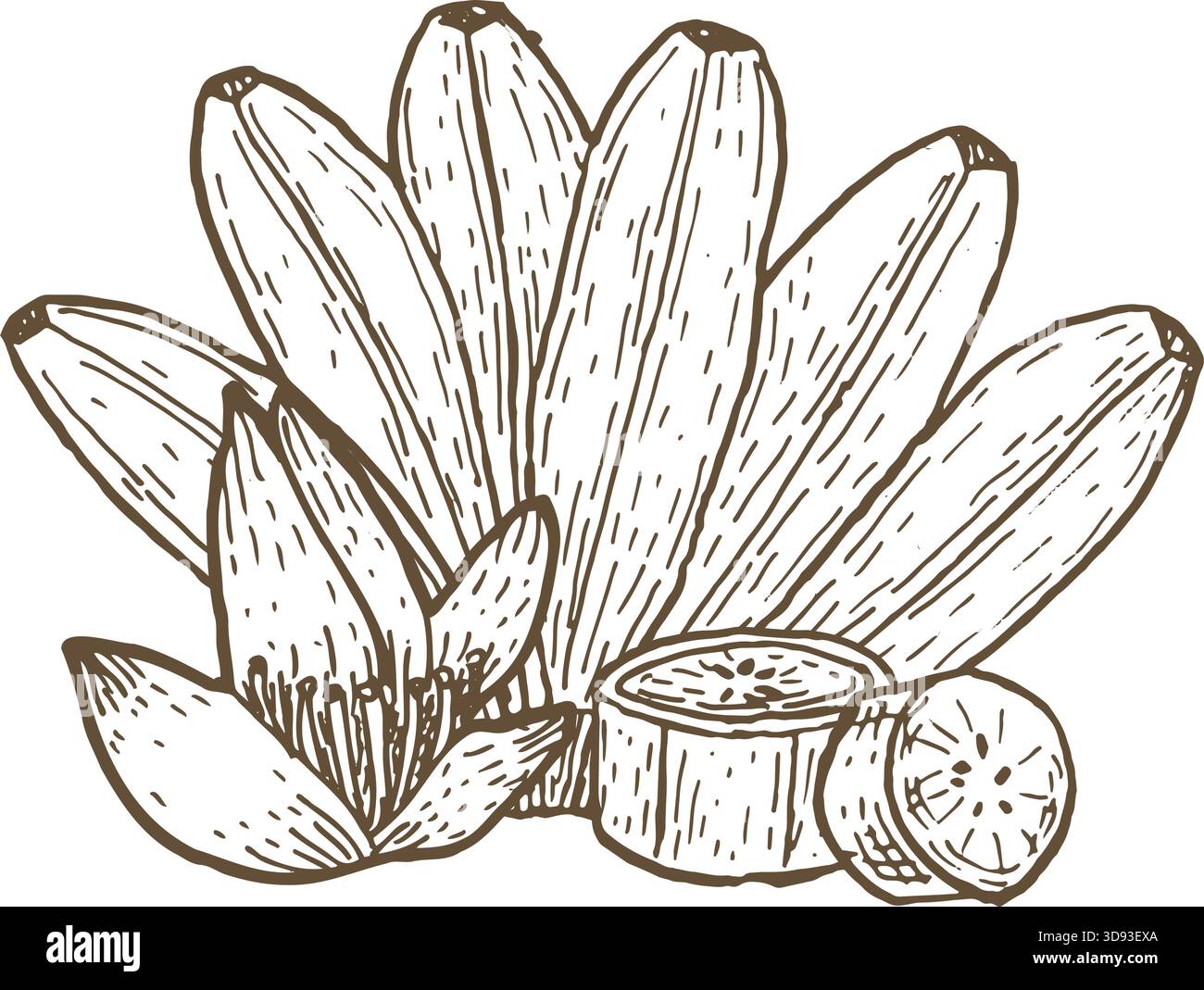 Doodle banana line plant Cut Out Stock Images & Pictures - Alamy