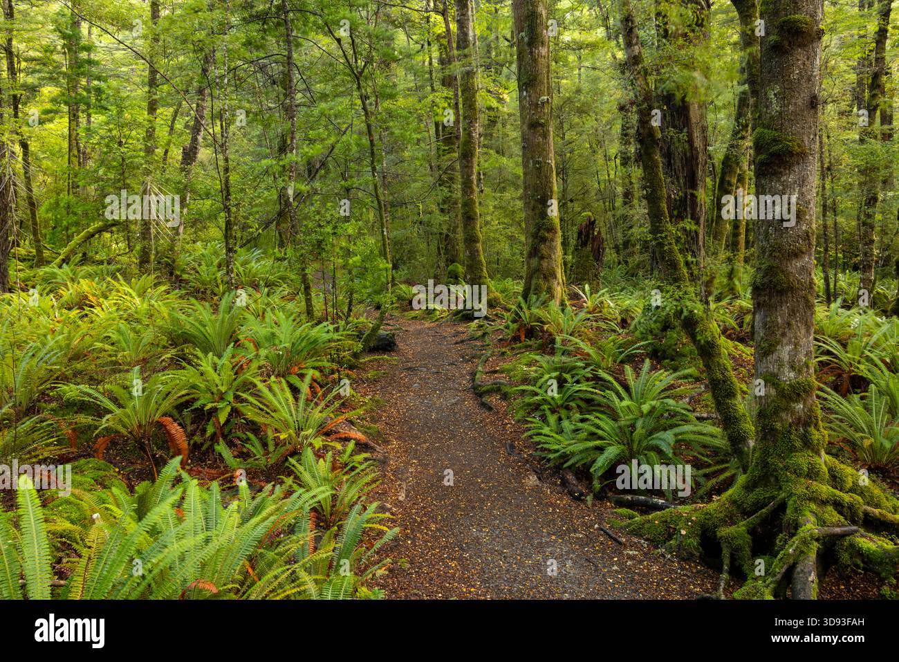 The Kepler Track long distance trail through temperate rainforest in ...