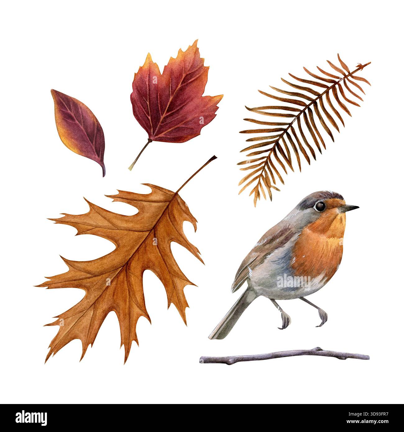 Watercolor set of autumn leaves, twig and a robin . Painted in a ...