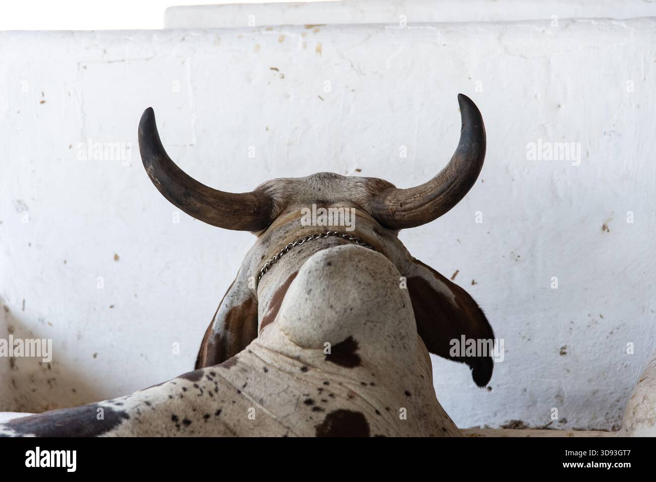 Cattle cattle anatomy neck hi-res stock photography and images - Alamy
