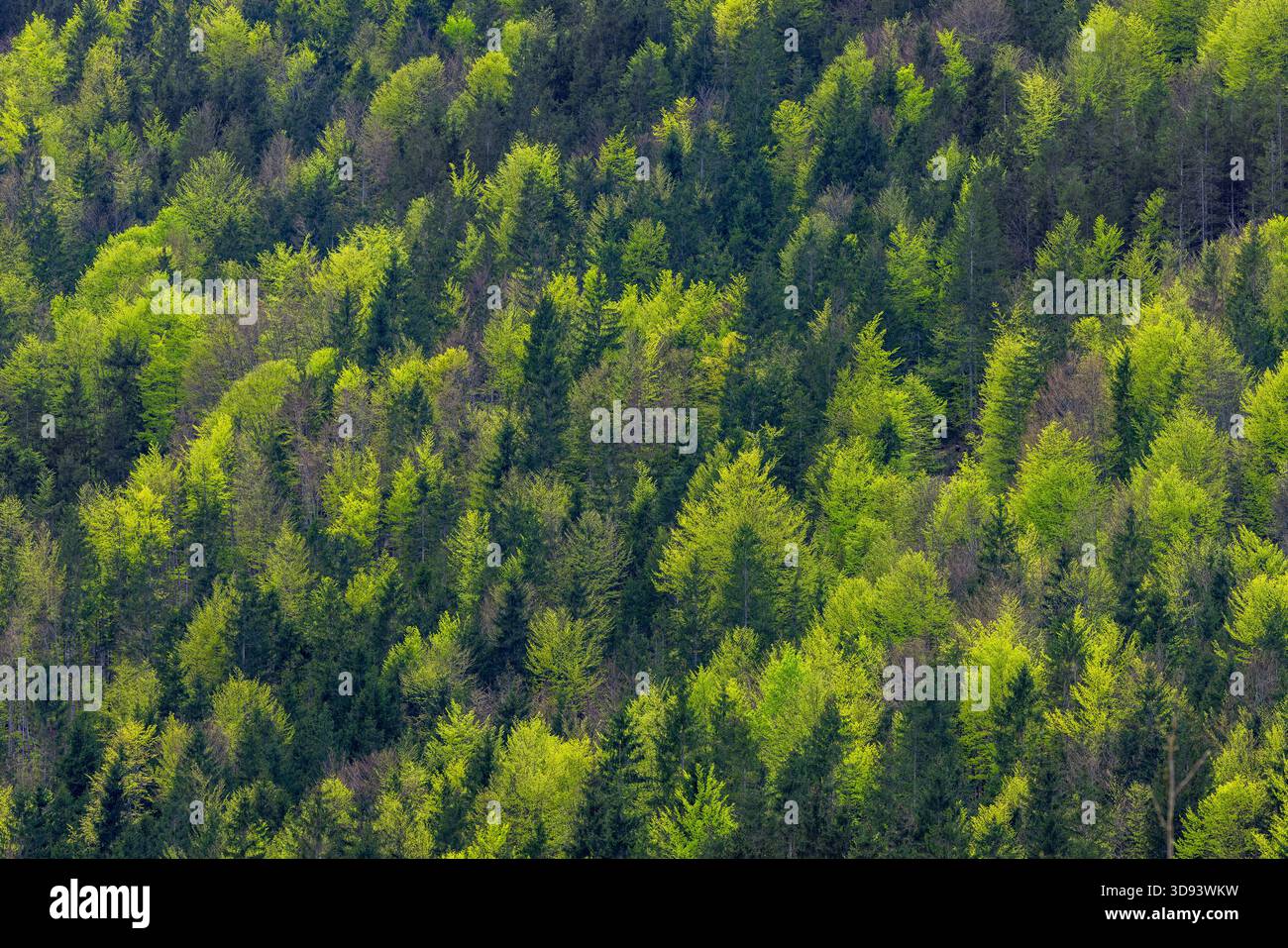 Mixed forest in spring hi-res stock photography and images - Alamy