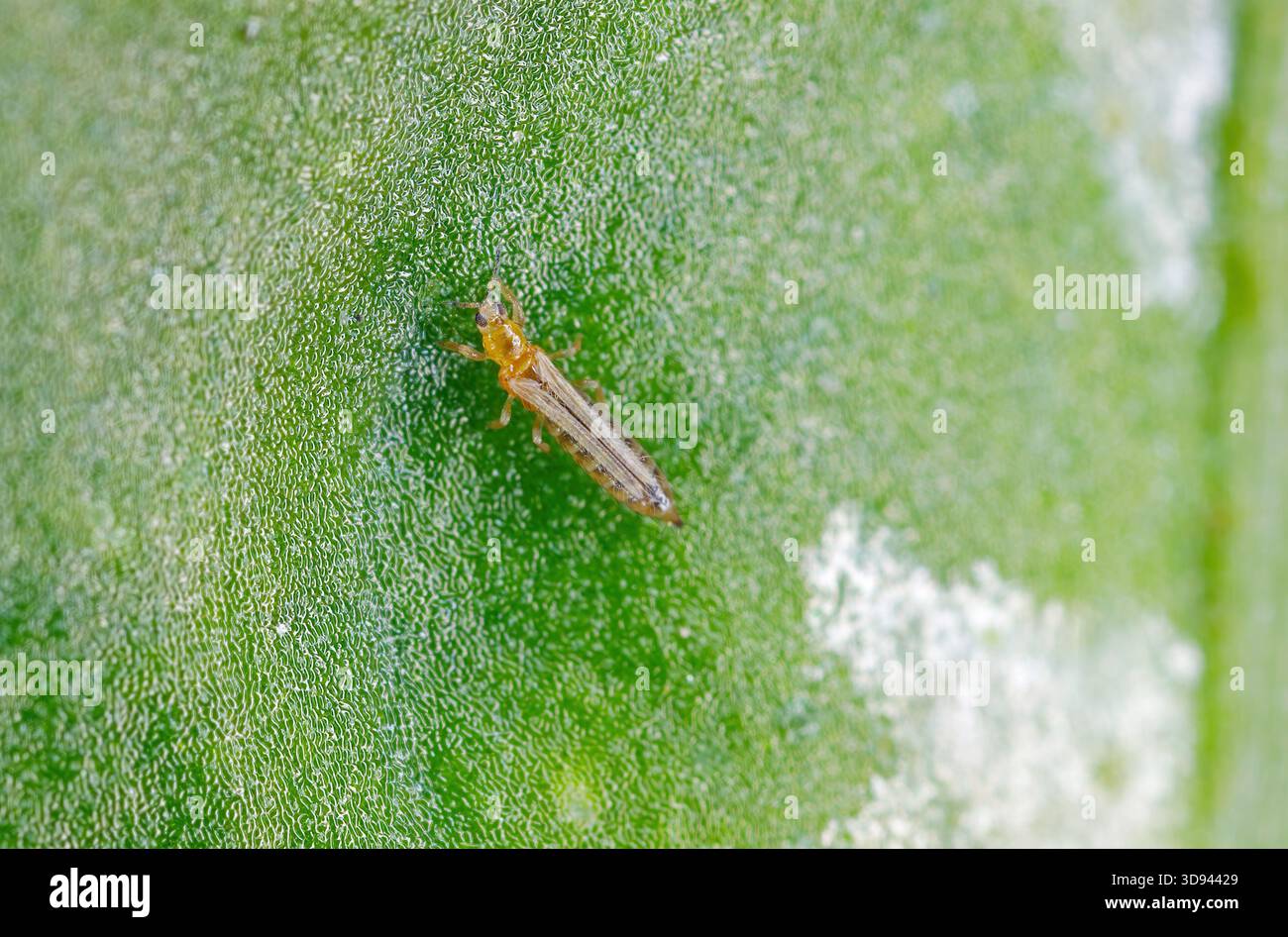 The western flower thrips, Frankliniella occidentalis. Invasive pest ...