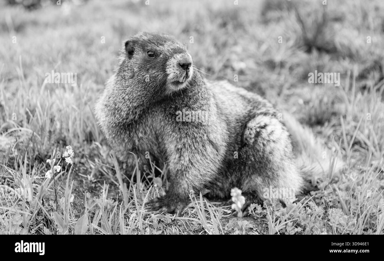 Cute capybara animal rodent Black and White Stock Photos & Images - Alamy