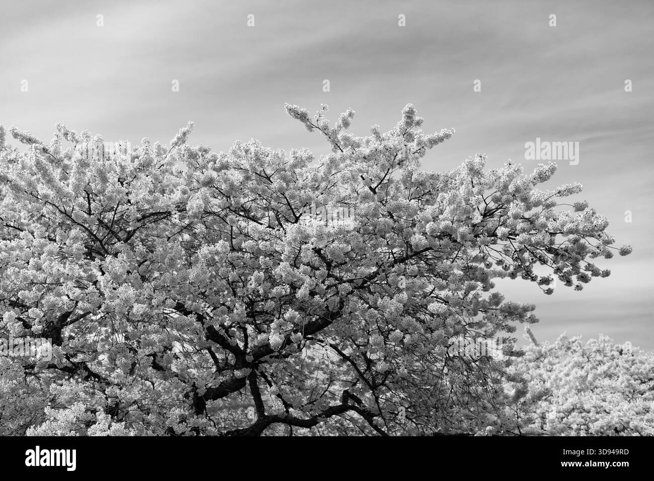 sakura tree bloom on blue sky background Stock Photo - Alamy