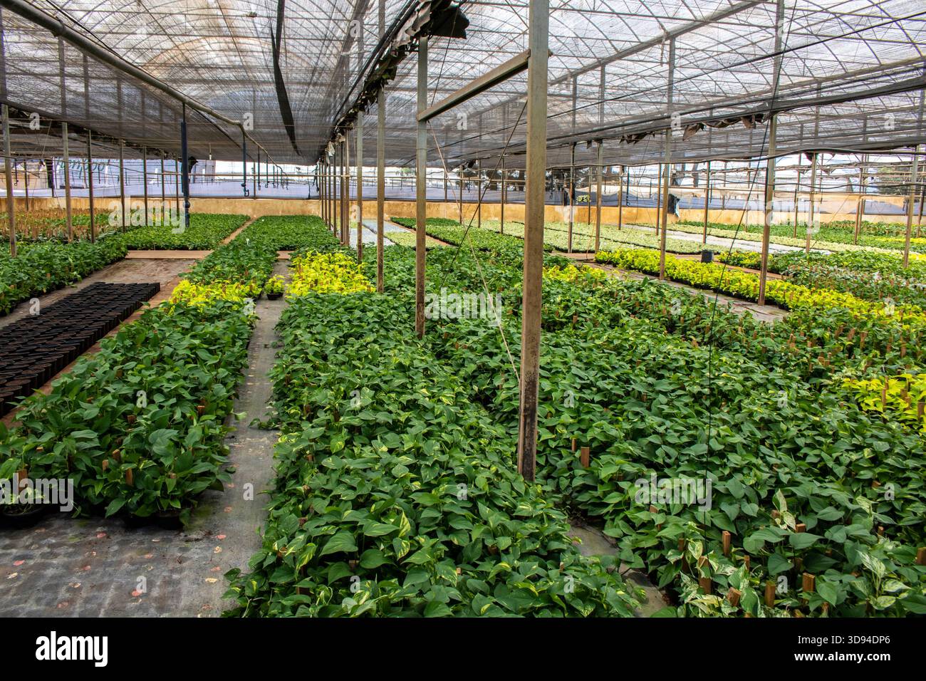 Thousands of flower seedlings thrive in a large-scale commercial ...