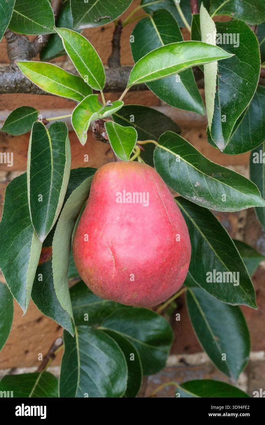 Red colored williams pear hi-res stock photography and images - Alamy