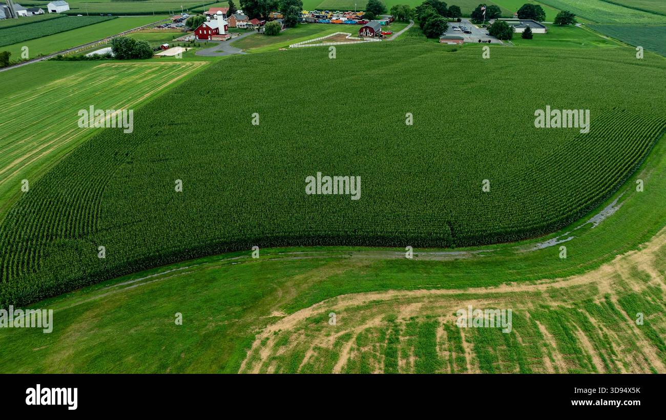 Vibrant lush cornfield stretches hi-res stock photography and images ...