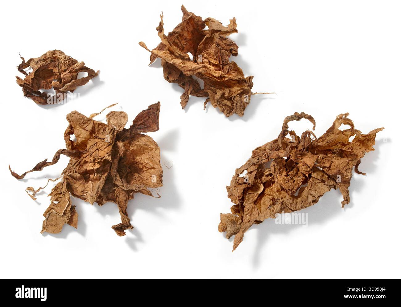 Raw tobacco leaf hi-res stock photography and images - Alamy