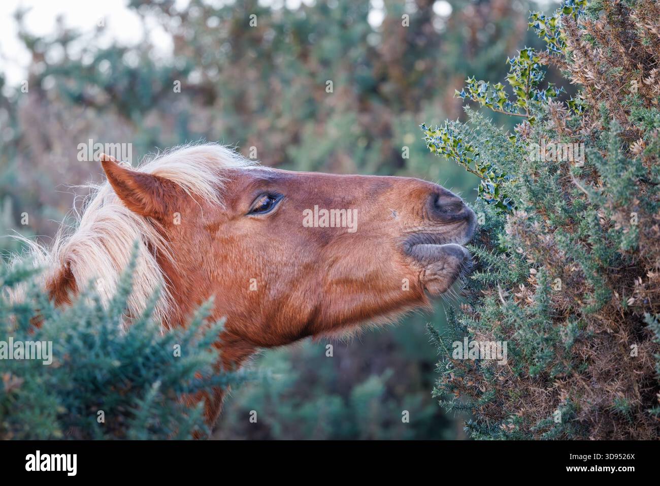 New Forest Pony Eating Gorse Stock Photo - Alamy