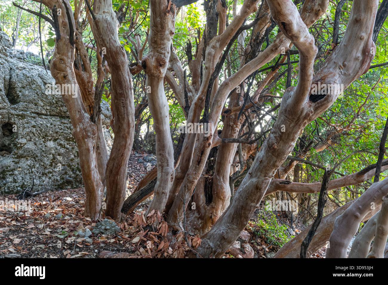A cluster of light-colored sandalwood trees with thick, curved trunks ...