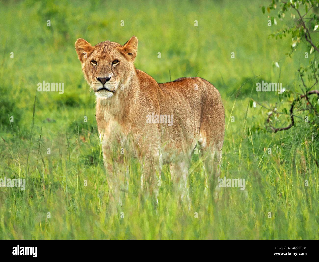 single young male Lion (Panthera leo) with beginnings of mane hunting ...