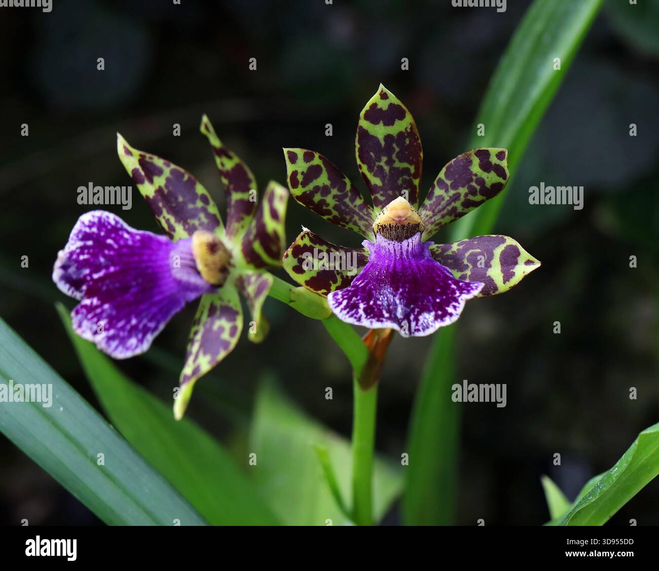 Hybrid Zygopetalum orchid, Orchidaceae. South America. Zygopetalum ...