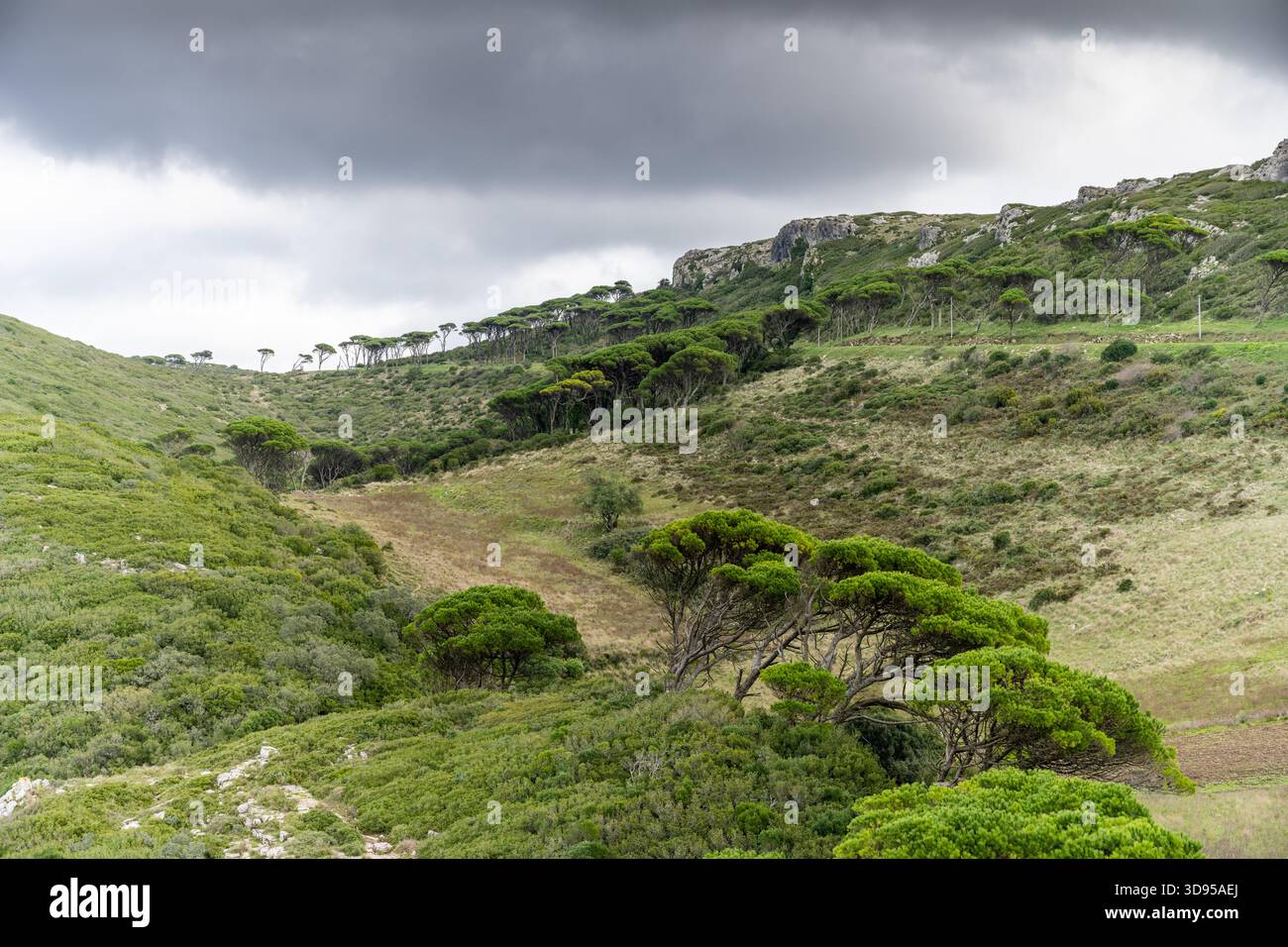 Wind shaped pine trees lean across a steep rocky slope in a mountain ...