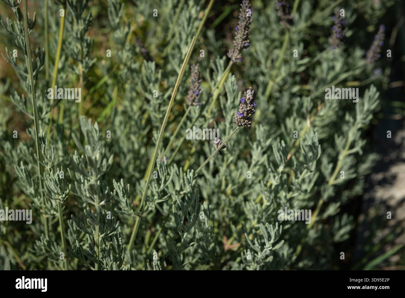 Clusters of elongated flower spikes hi-res stock photography and images ...