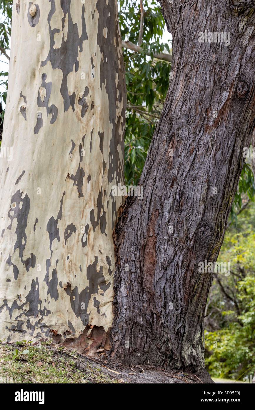 Australian Spotted Gum and Stringybark Gum Trees side by side Stock ...