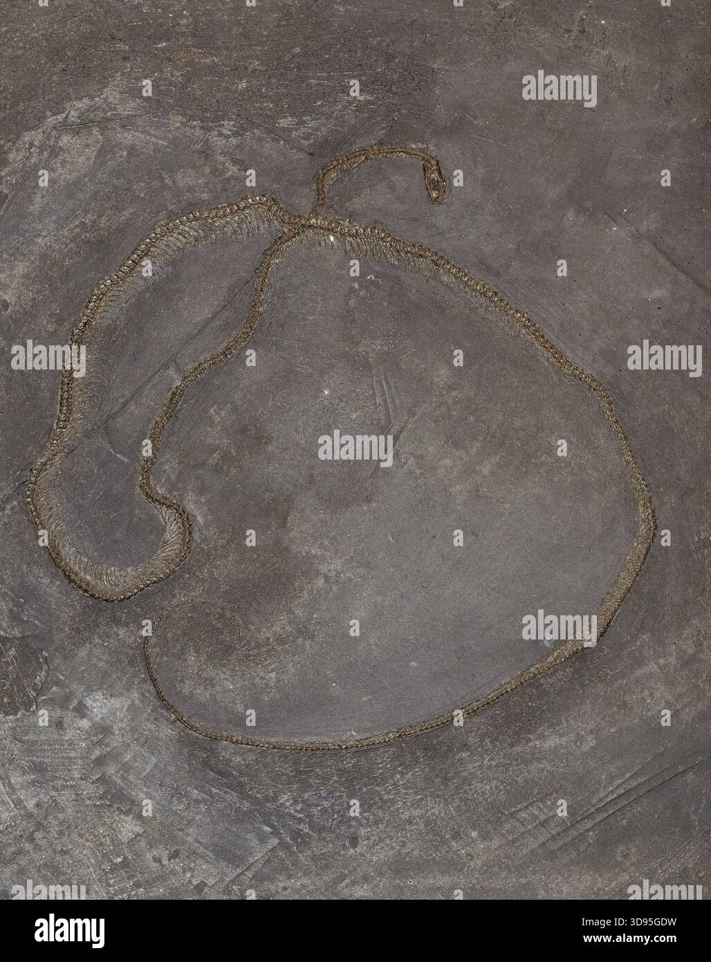 Fossil snake, imprint, replica, oil shale, Eocene, petrification ...
