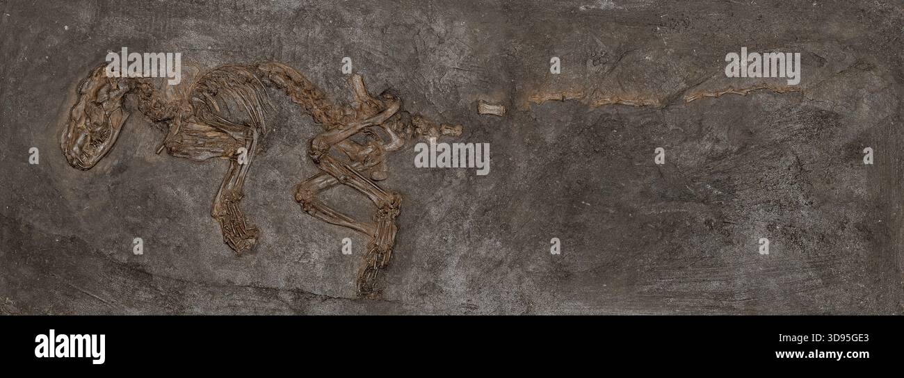 Fossil carnivore (Paroodectes feisti), Carnivora, mammal, imprint or ...