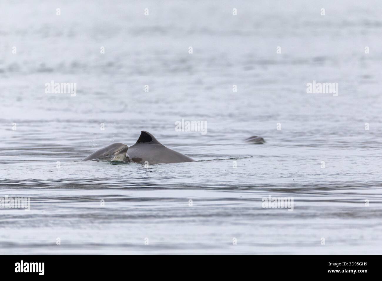 A baby Harbour porpoise (Phocoena phocoena) emerges from the water ...