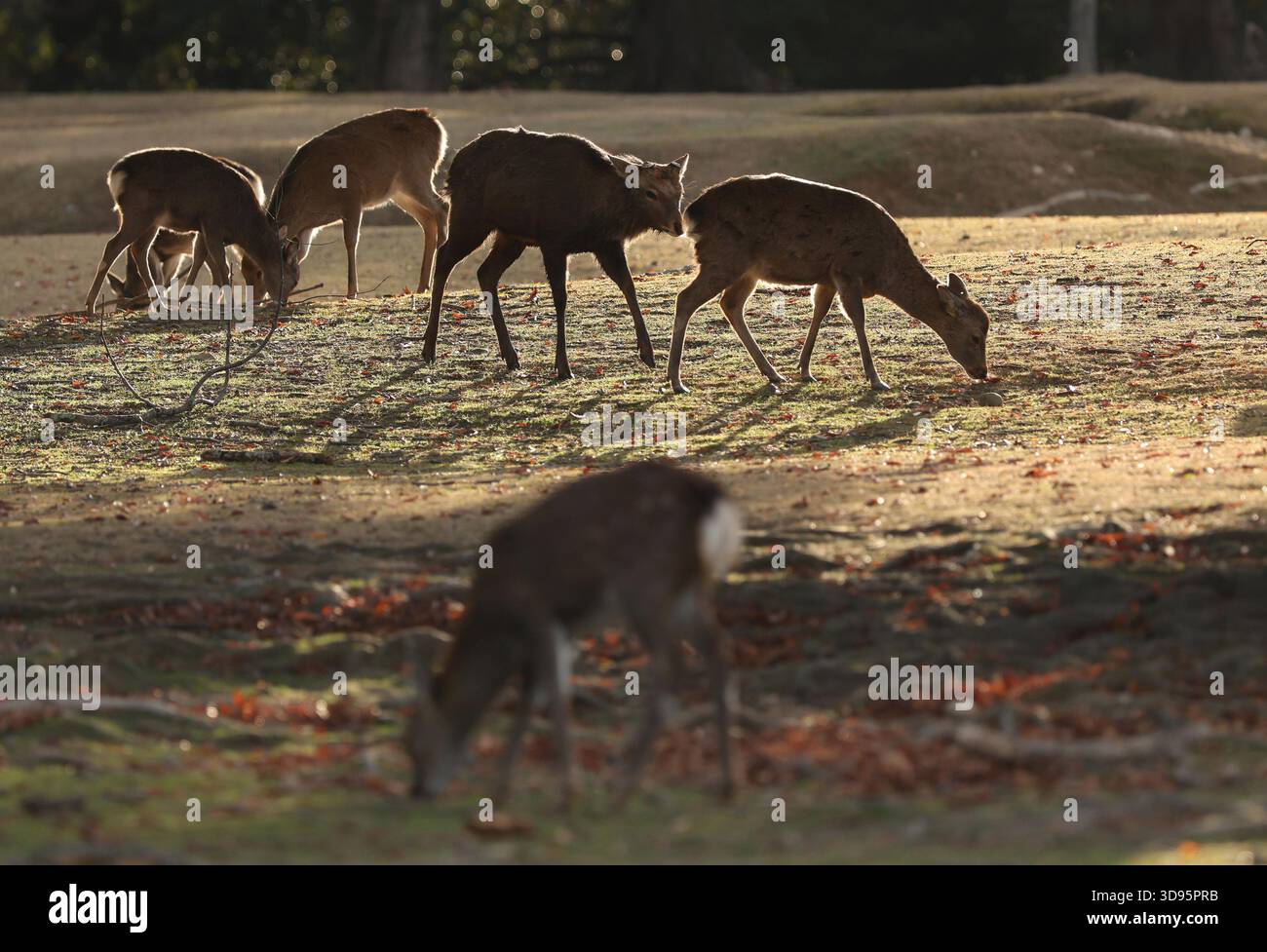 Deer at Tobihino in Kasuga Taisha Shrine in Nara City, Nara Prefecture ...