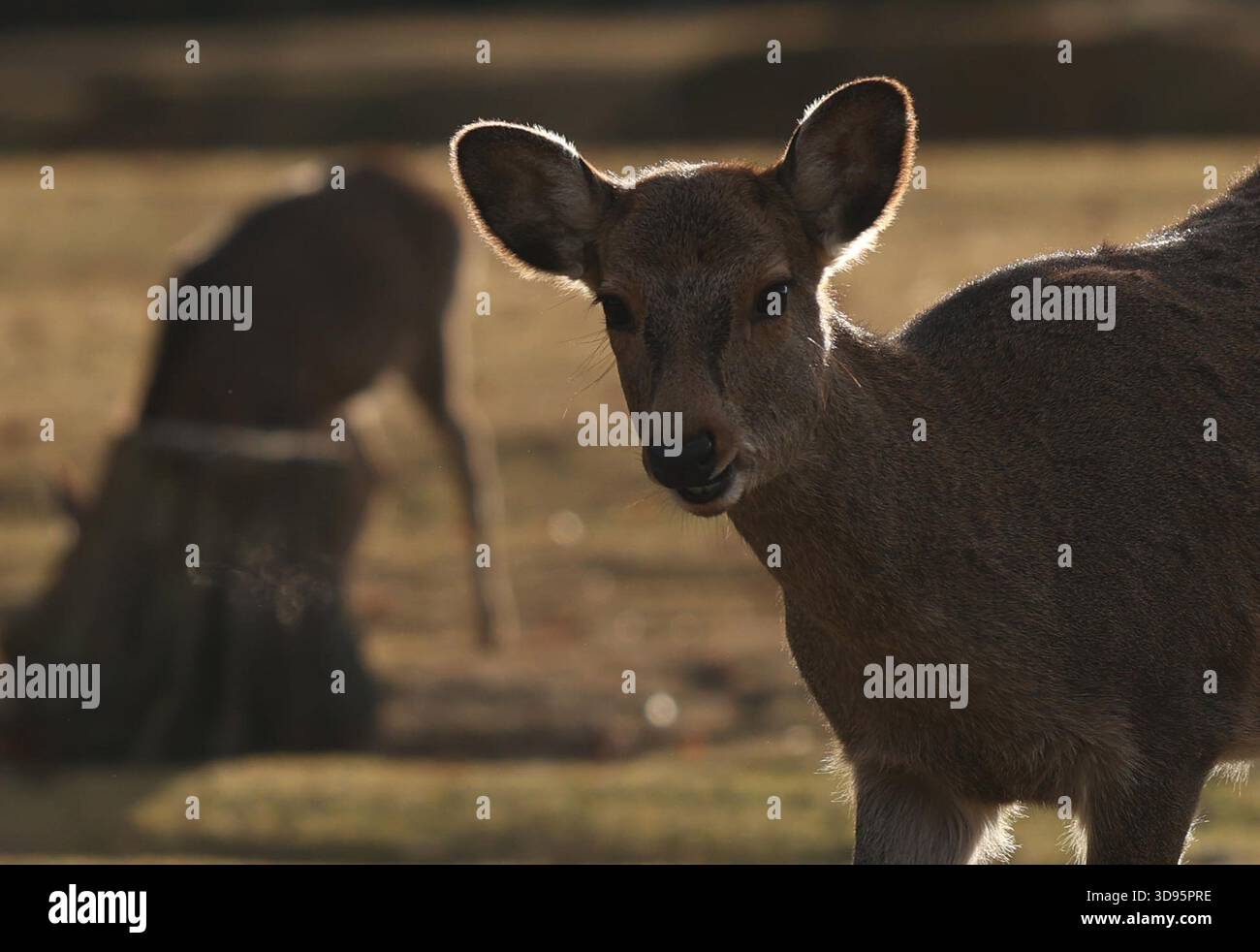 Deer at Tobihino in Kasuga Taisha Shrine in Nara City, Nara Prefecture ...
