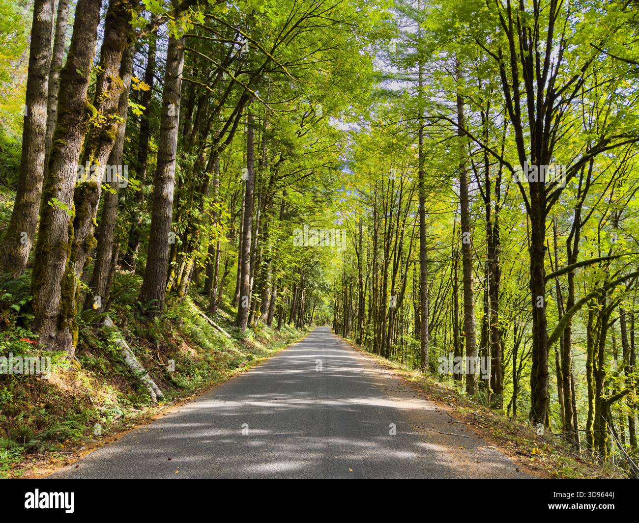 Narrow country road passing through canopy of green deciduous trees ...