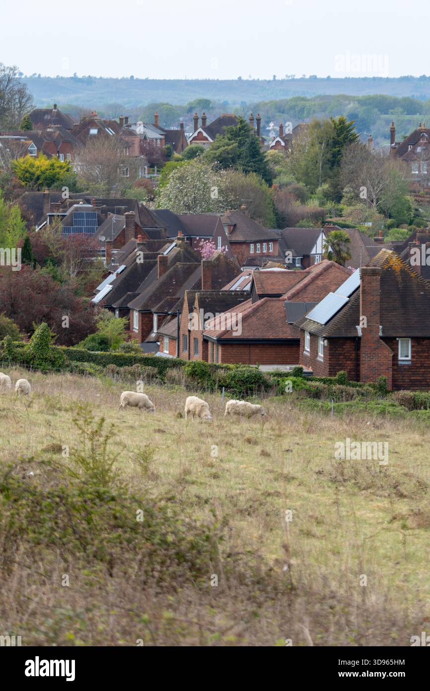Sheep (Ovis aries) grazing in a meadow above suburban houses on the ...