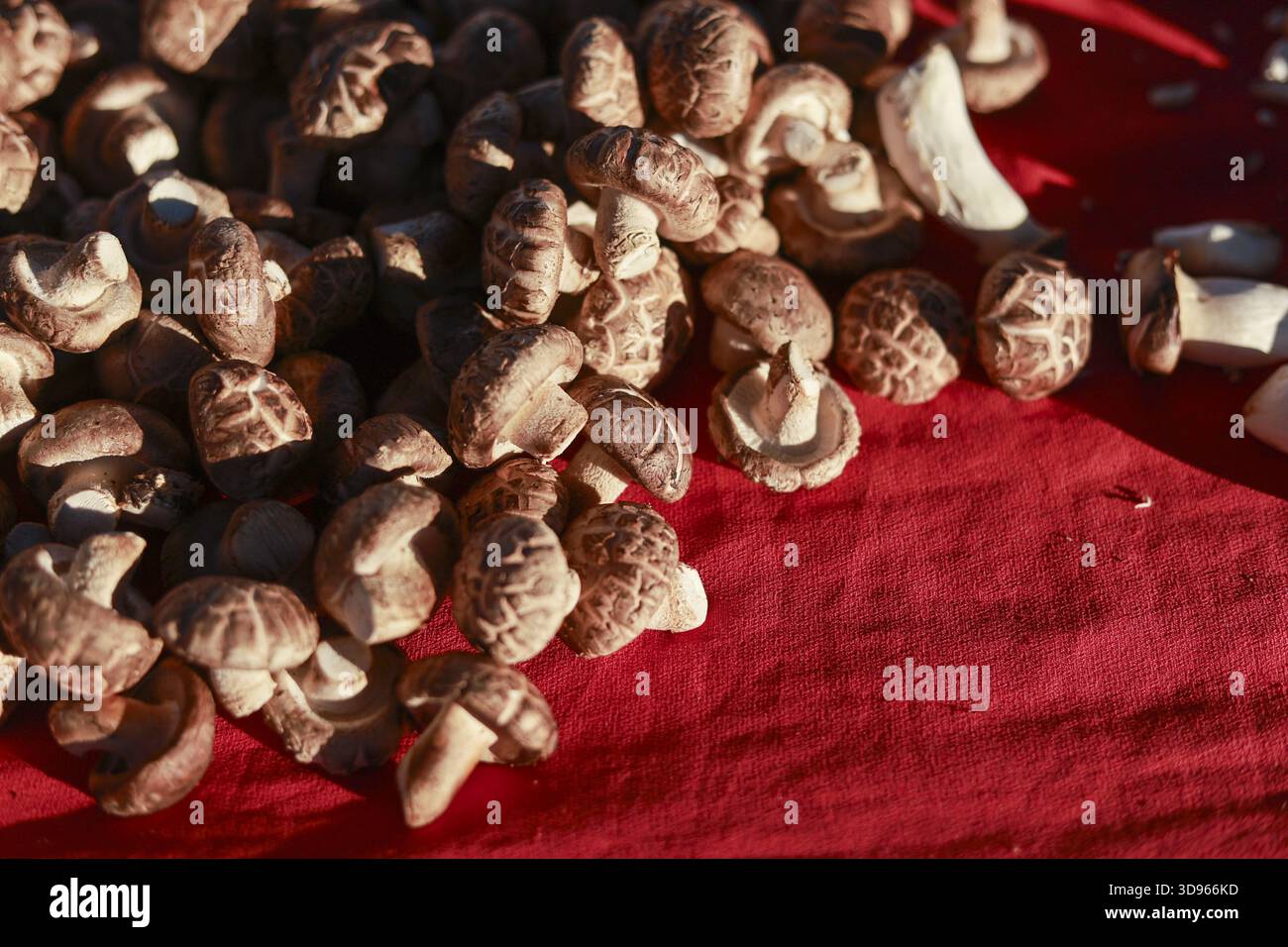Fresh raw shiitake mushroom vegetable on vibrant red background ...