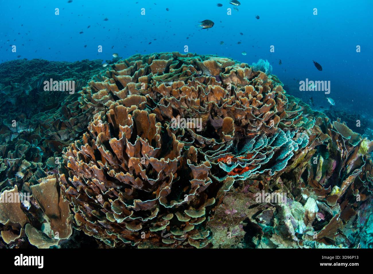 Foliose coral hi-res stock photography and images - Alamy