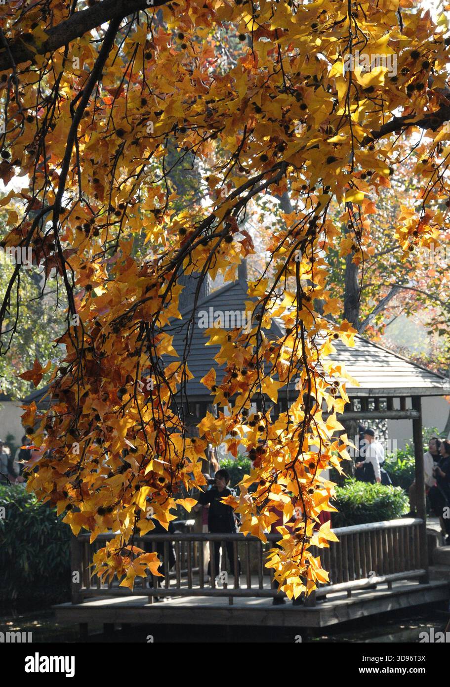 Maple trees of Tianping Mountain attract tourists in Suzhou City, east ...