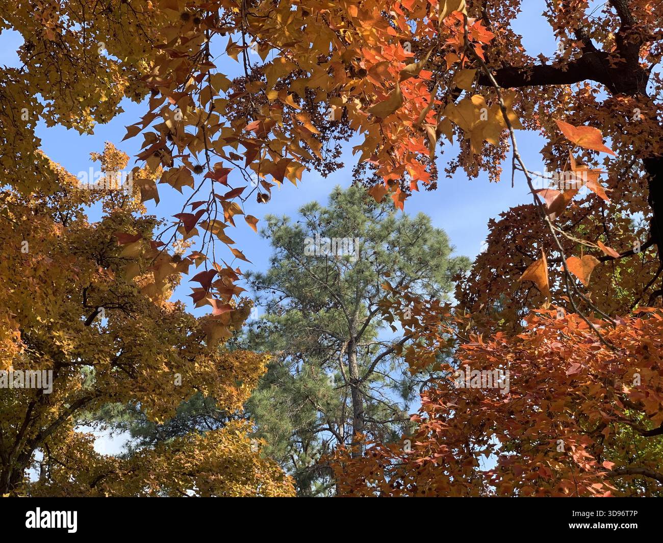 Maple trees of Tianping Mountain attract tourists in Suzhou City, east ...
