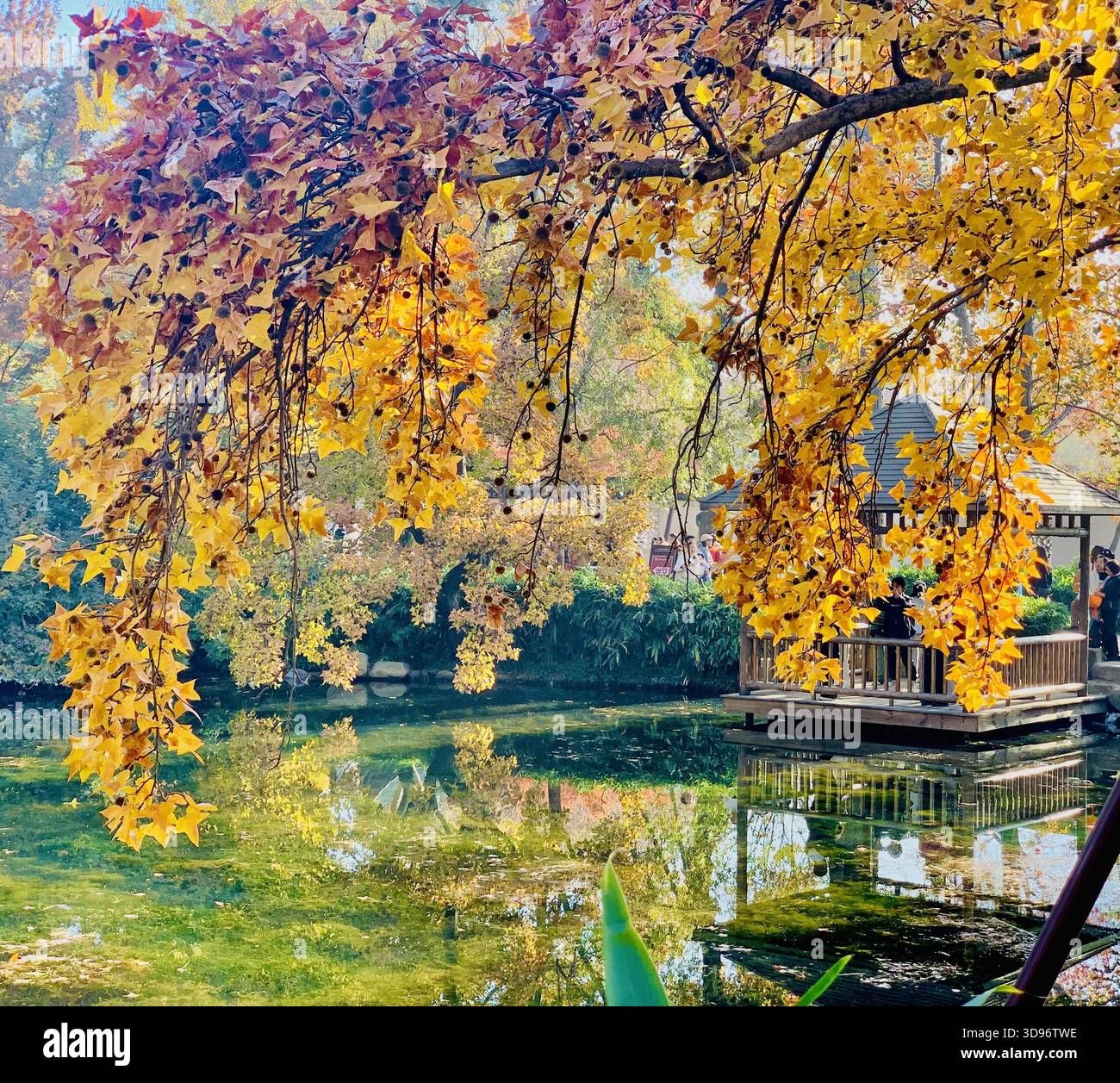 Maple trees of Tianping Mountain attract tourists in Suzhou City, east ...