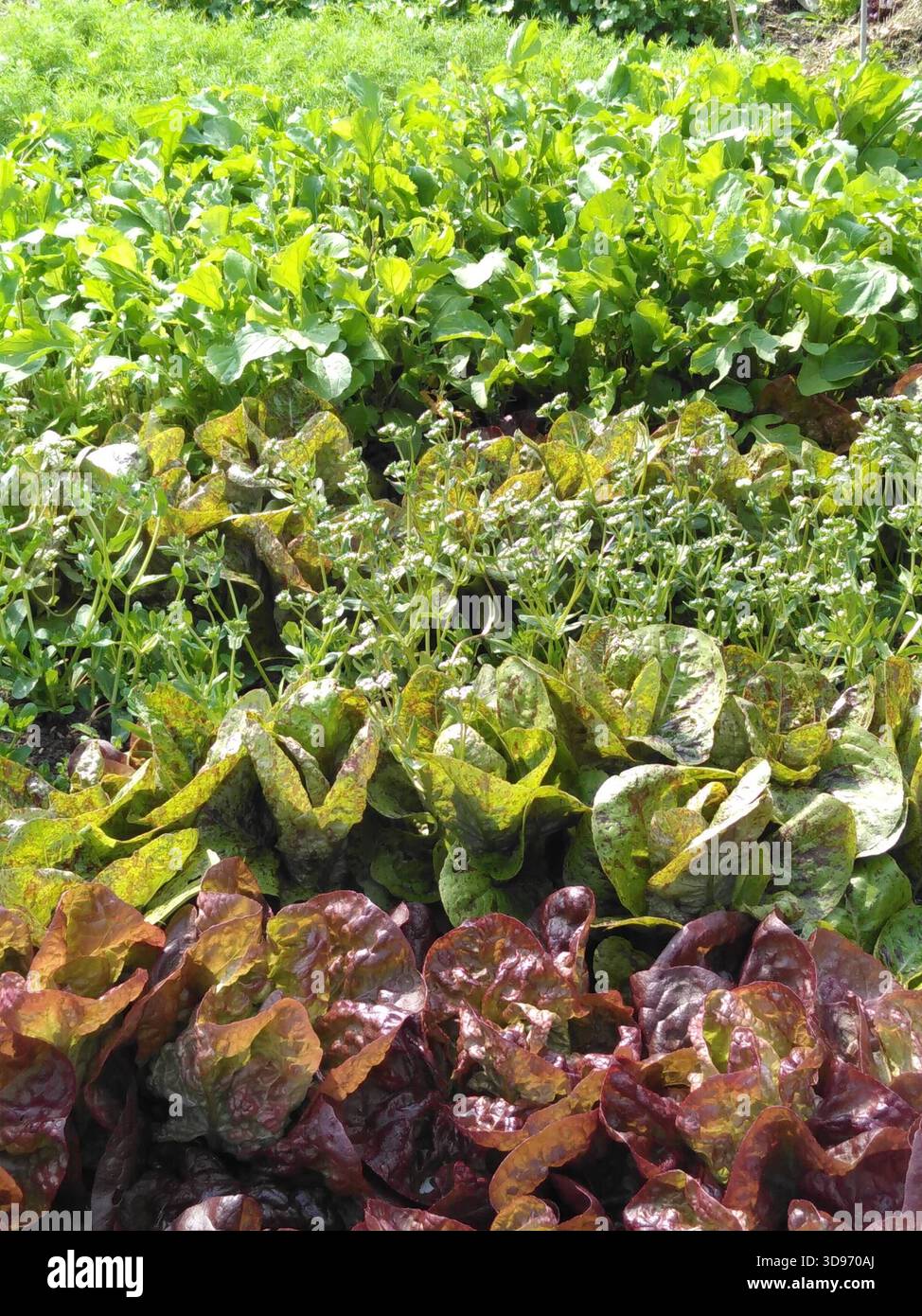 Butterhead lettuce or Boston lettuce, salad as a healthy nutrition ...