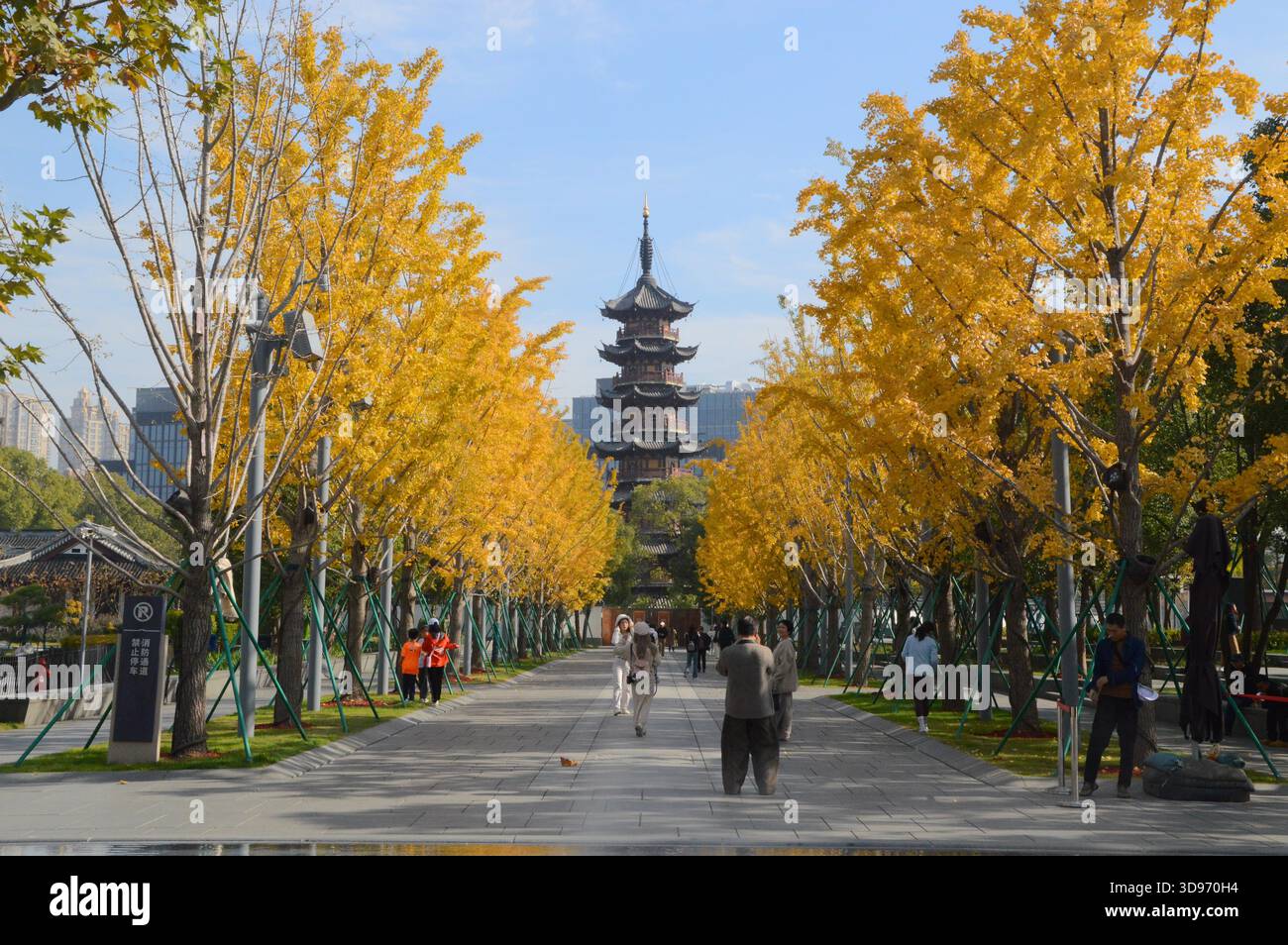 Ginkgo trees at Longhua Temple enter the best viewing time in Shanghai ...