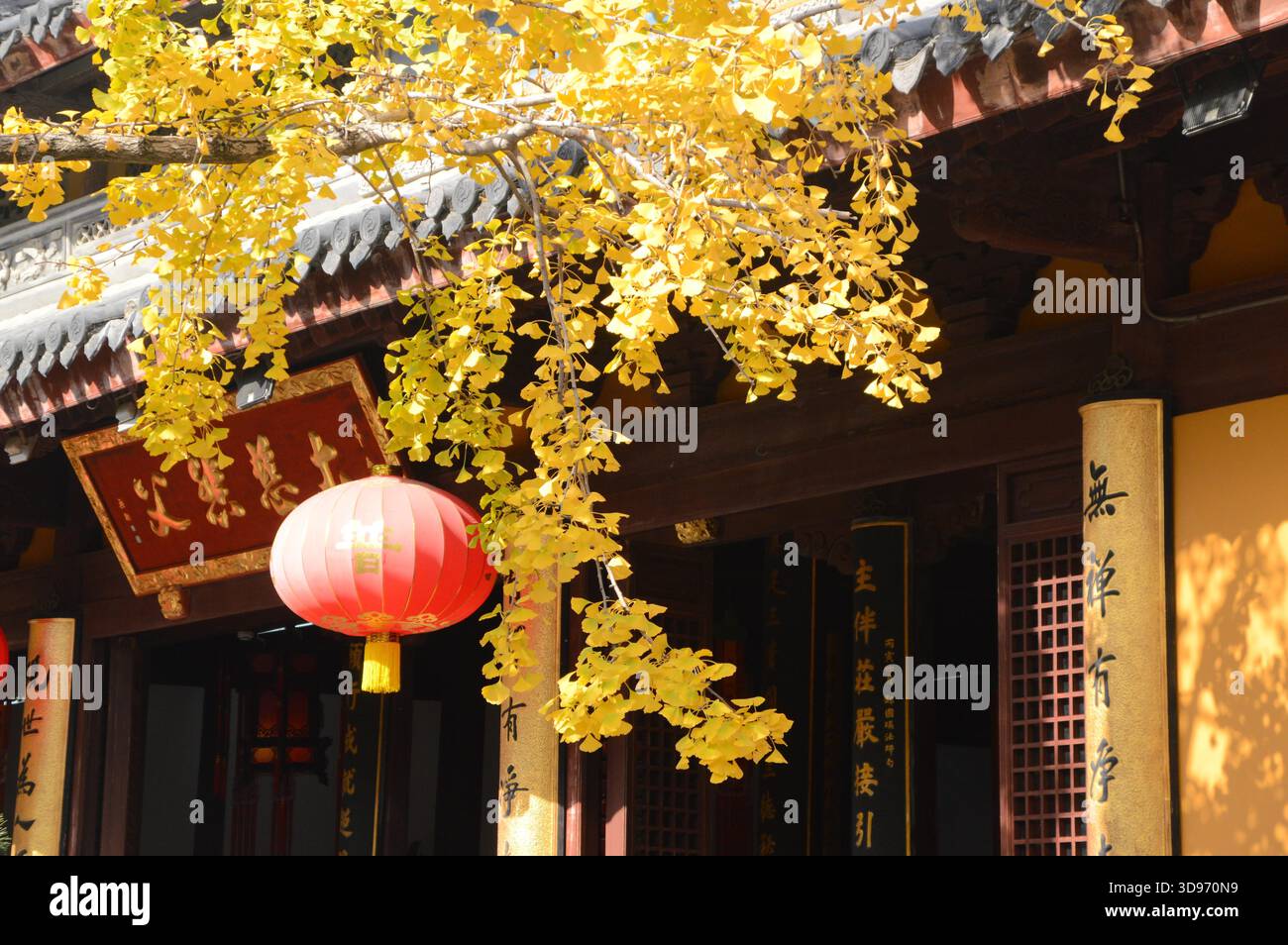 Ginkgo trees at Longhua Temple enter the best viewing time in Shanghai ...
