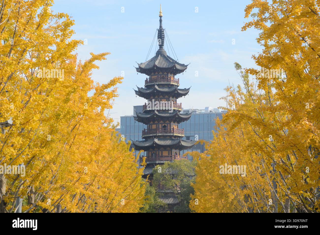 Ginkgo trees at Longhua Temple enter the best viewing time in Shanghai ...