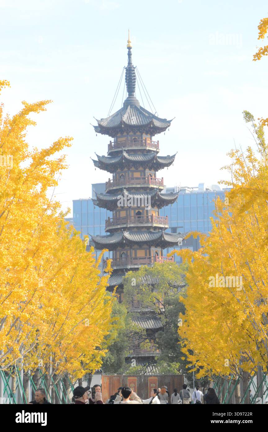 Ginkgo trees at Longhua Temple enter the best viewing time in Shanghai ...