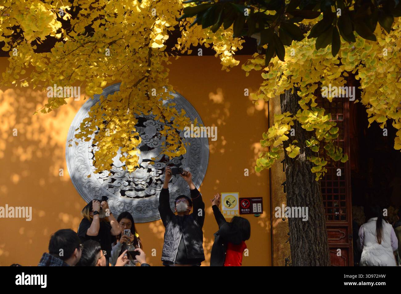 Ginkgo trees at Longhua Temple enter the best viewing time in Shanghai ...
