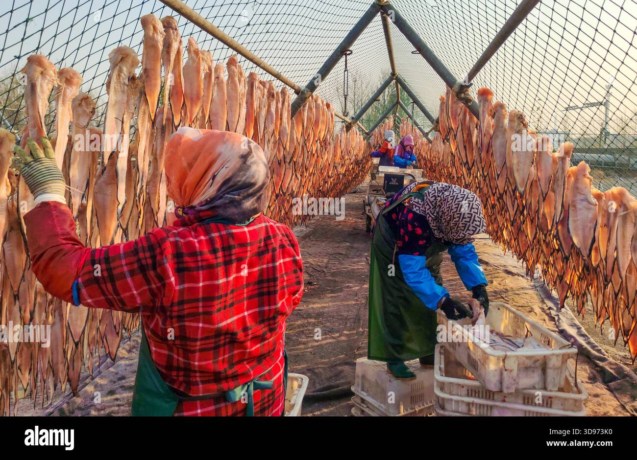 Fishmen dry fish in the sun in Rizhao City, east China's Shandong ...