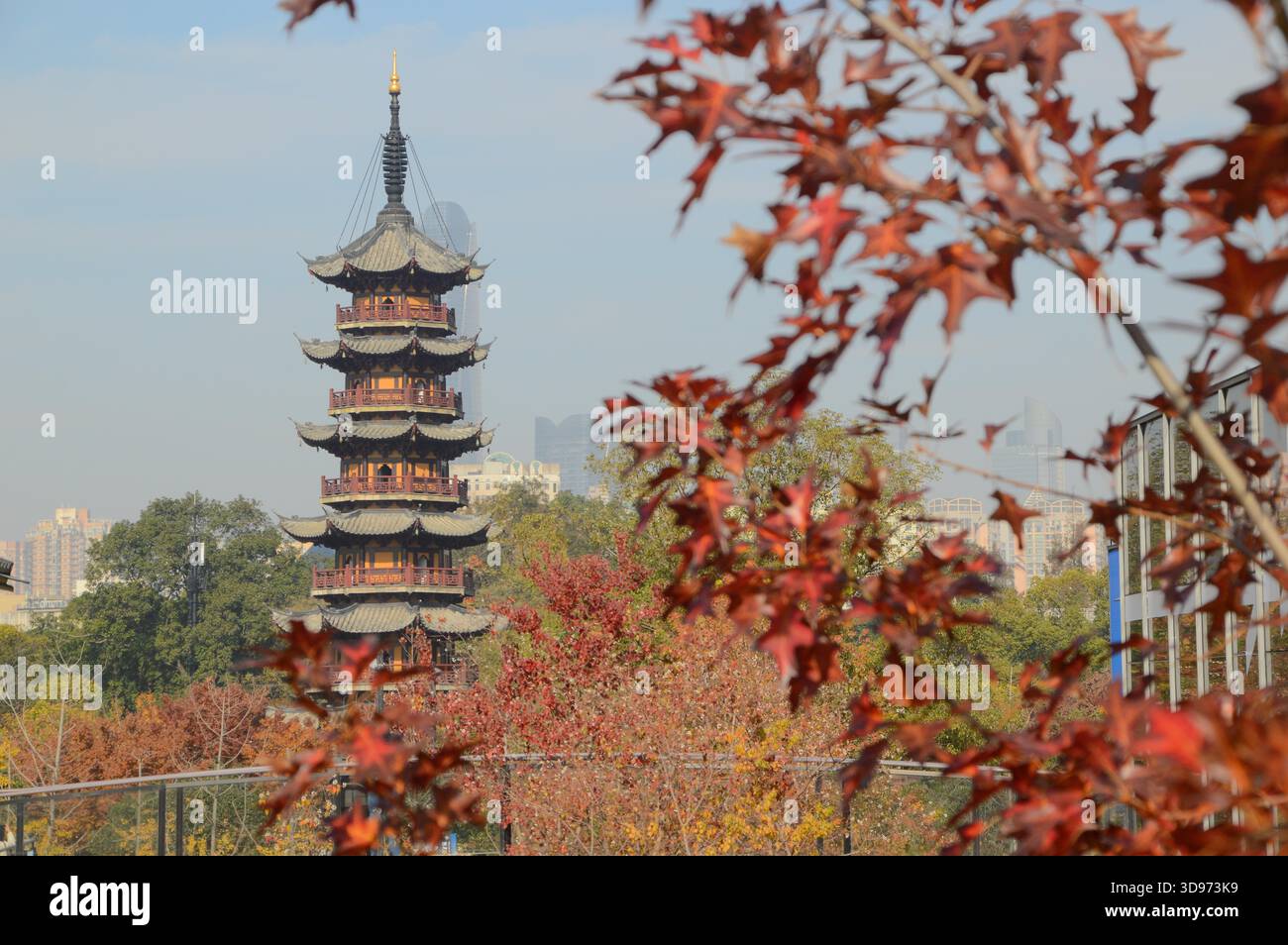 Ginkgo trees at Longhua Temple enter the best viewing time in Shanghai ...